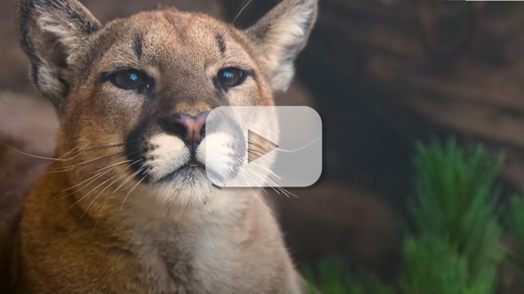Holly and Hazel, orphaned mountain lions thriving at Big Bear Alpine ...