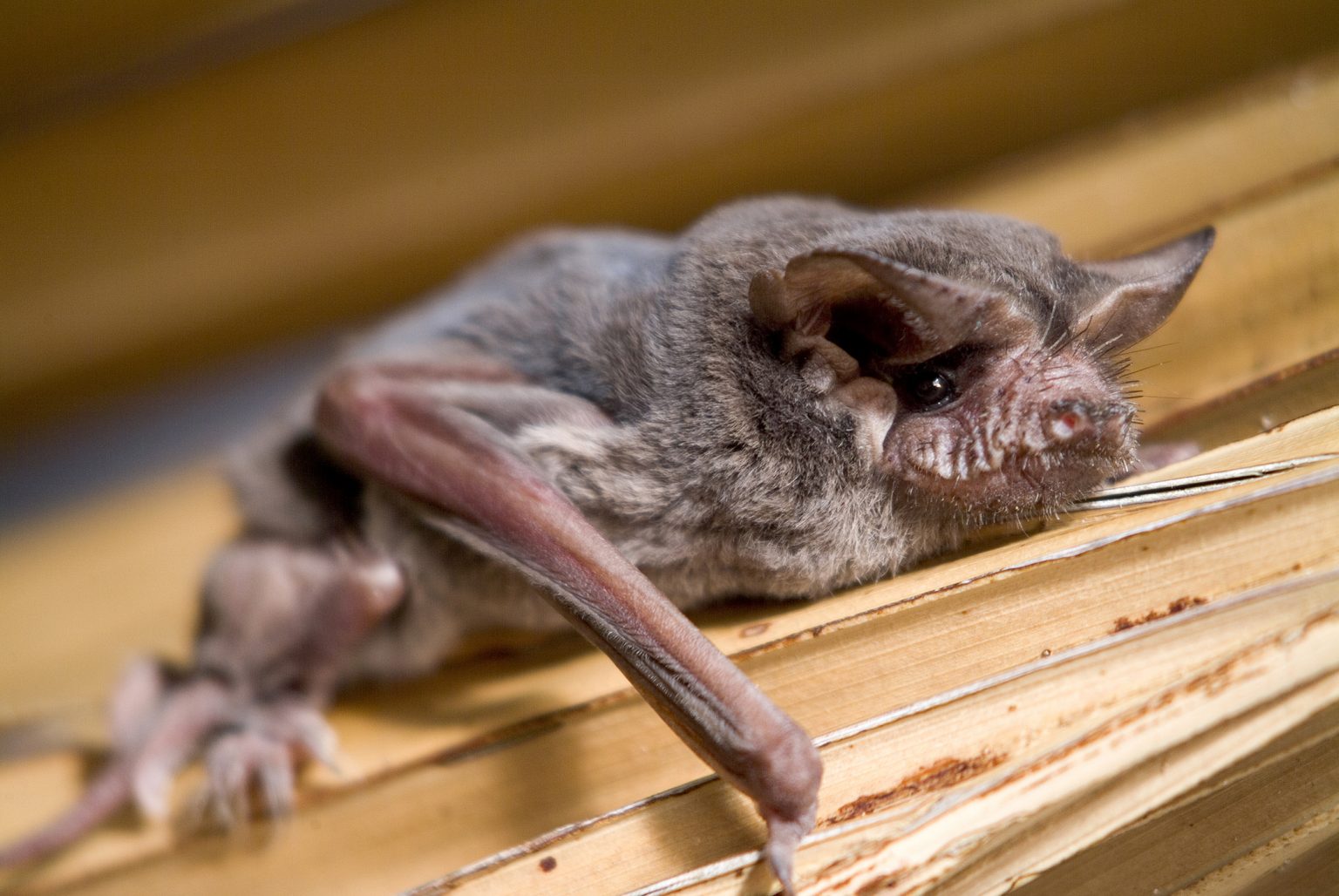 Bat safety education: protect yourself and prevent rabies – Welcome to ...