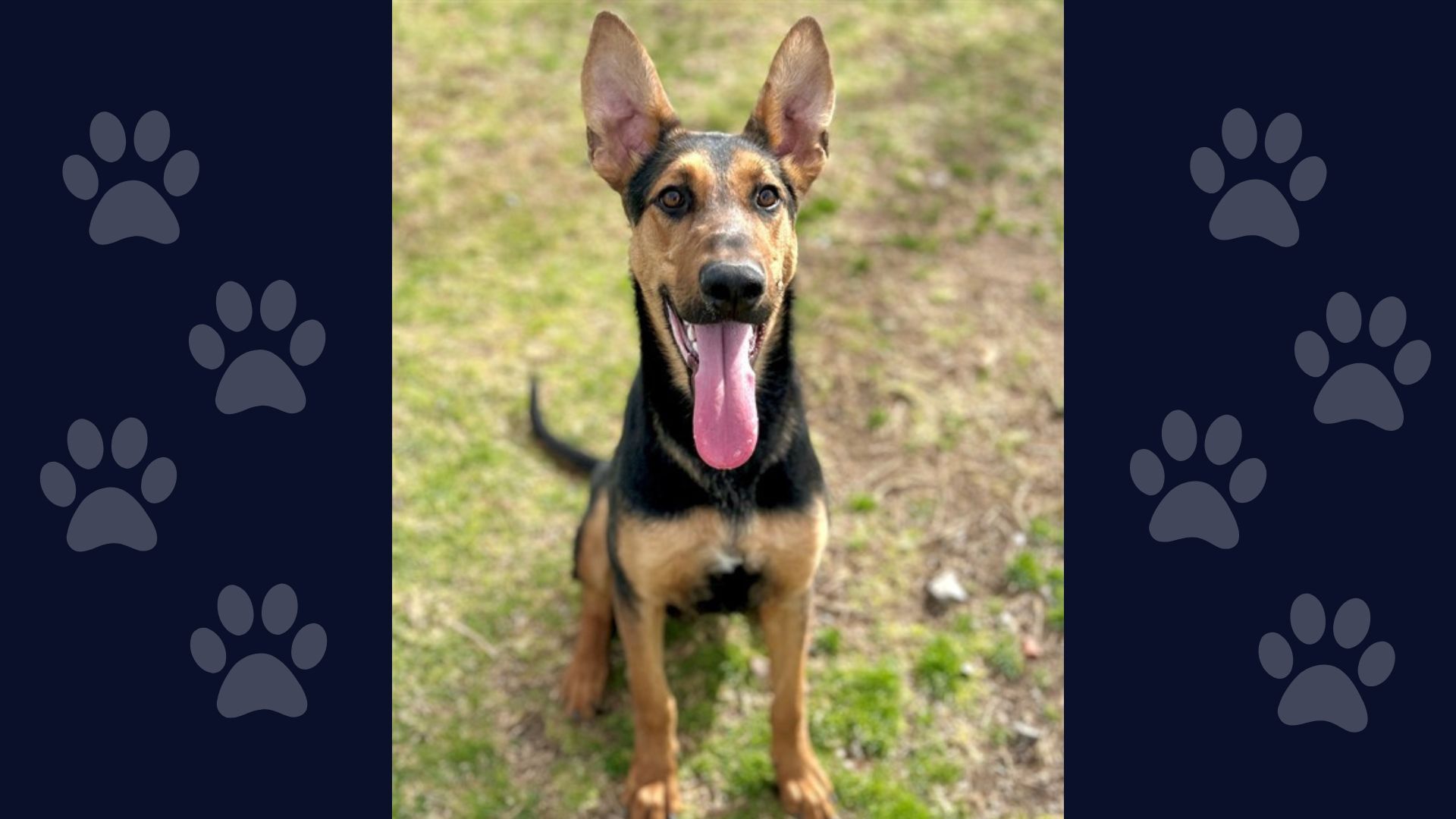 Animal Care - Category - Welcome to San Bernardino County