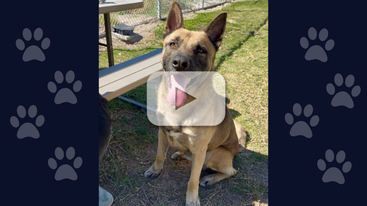 Animal Care - Category - Welcome to San Bernardino County