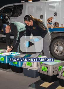 Animal Care partners with Wings of Rescue to give dogs a second chance ...
