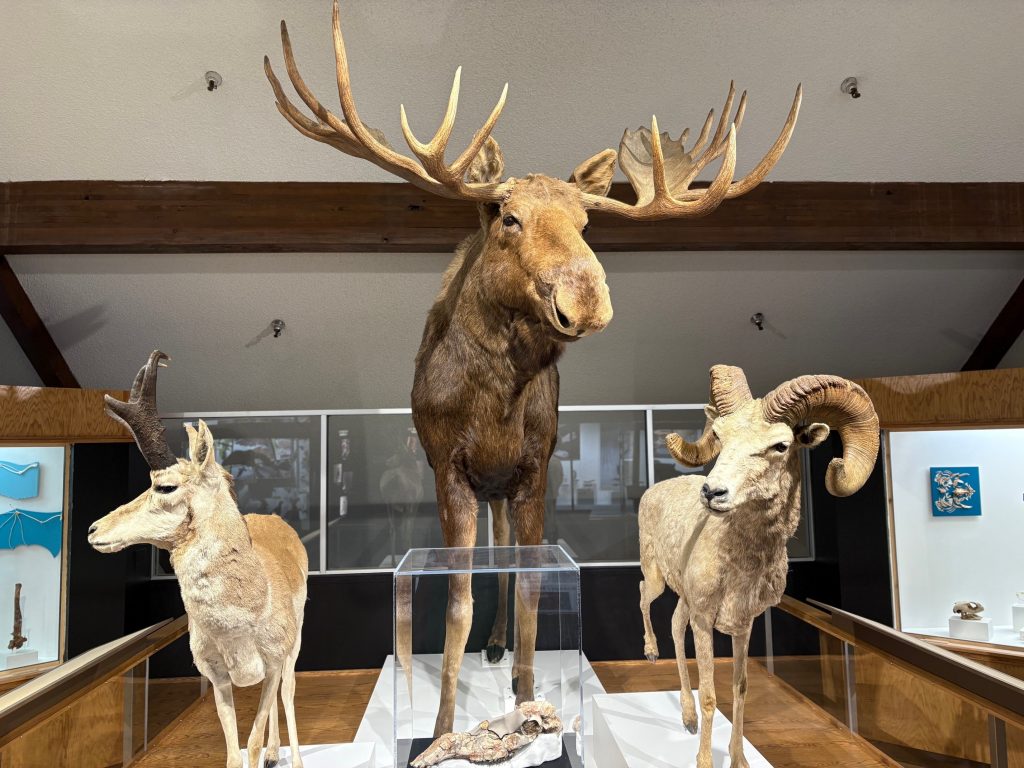 County Museum announces soft opening of the Hall of Biodiversity ...