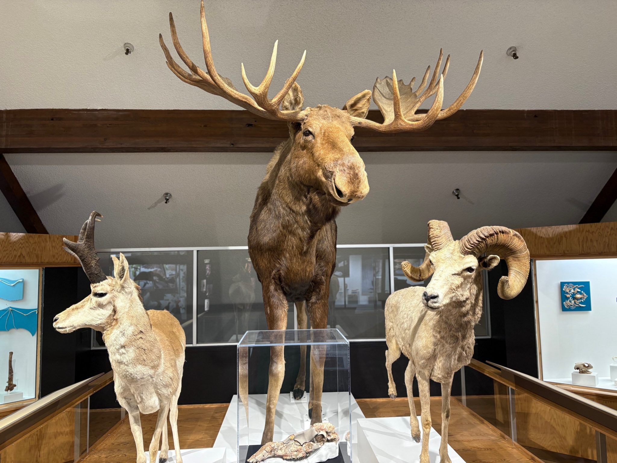 County Museum announces soft opening of the Hall of Biodiversity ...